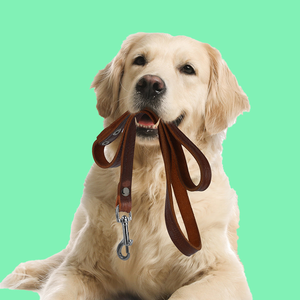 Leads and Collars – Mutts & More